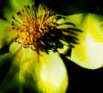 How to Set Up a Lighting Studio for Macro Flower Photography | Light ...