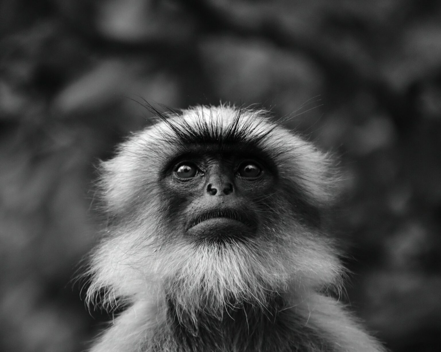 30 Stunning And Powerful Black And White Wildlife Photos | Light Stalking