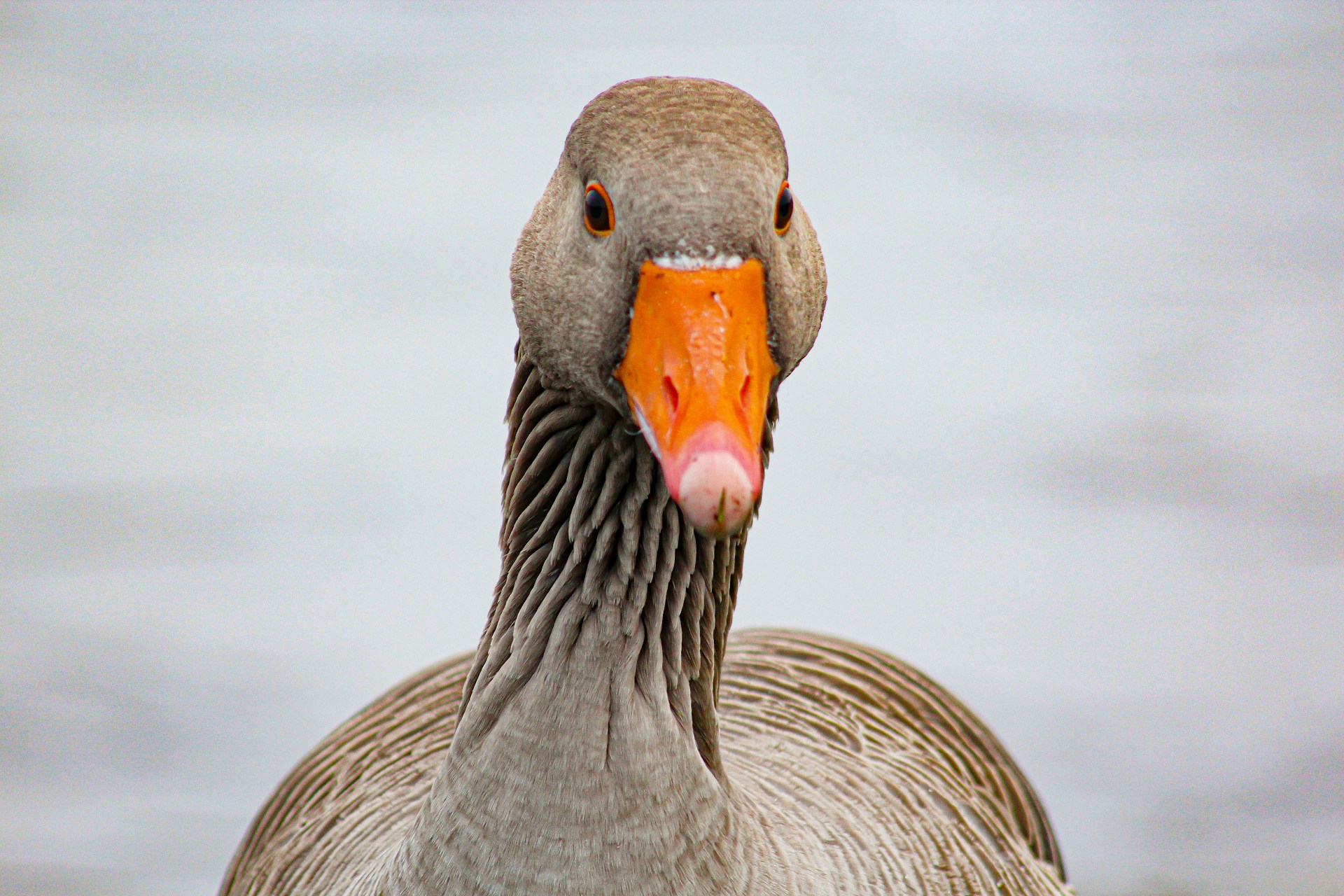36 Closeup Portraits Of Birds That Reveal Their Striking Features And ...