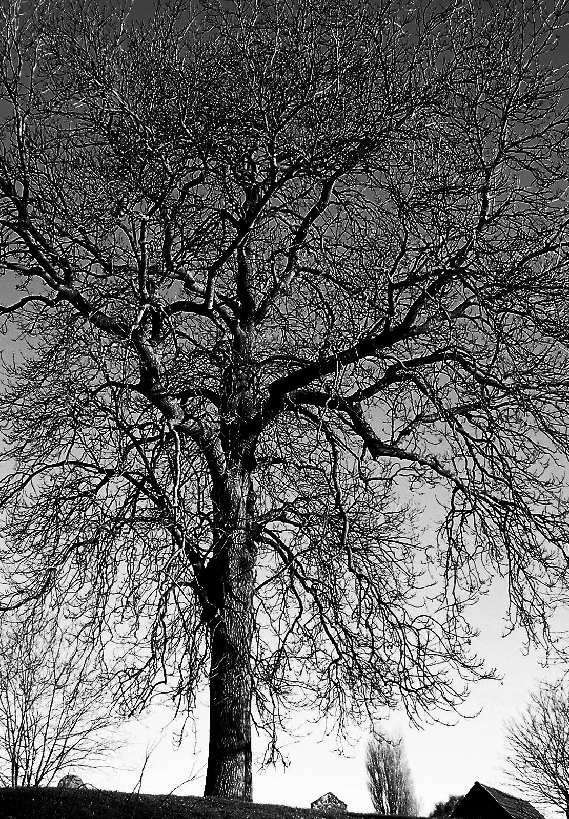23 Moody Black and White Trees | Light Stalking