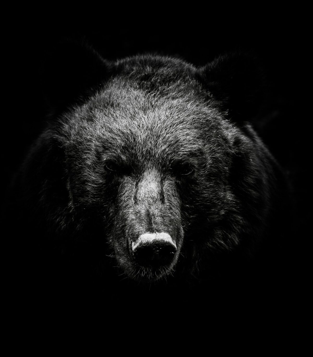 30 Stunning And Powerful Black And White Wildlife Photos | Light Stalking