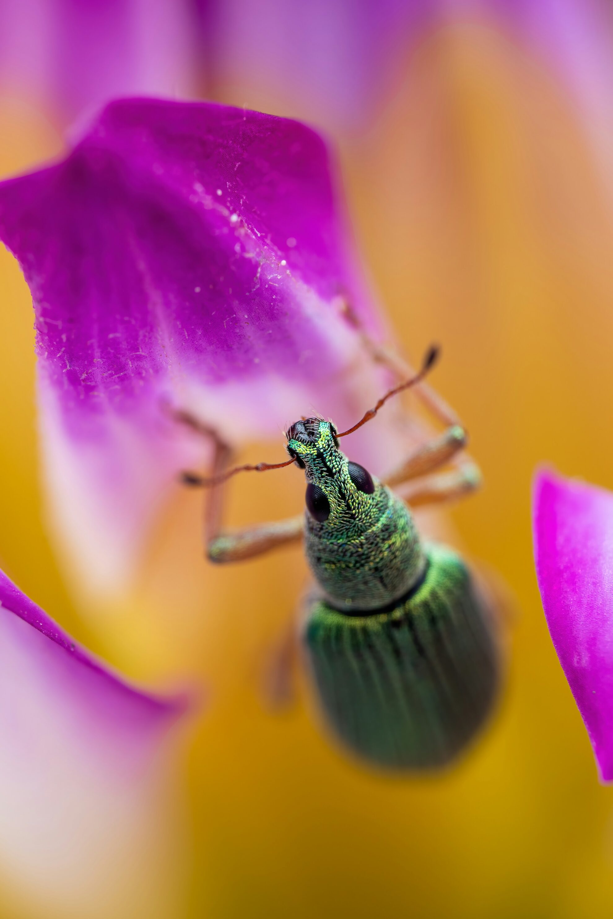 25 Macro Photos That Are Captured Under Natural Light | Light Stalking
