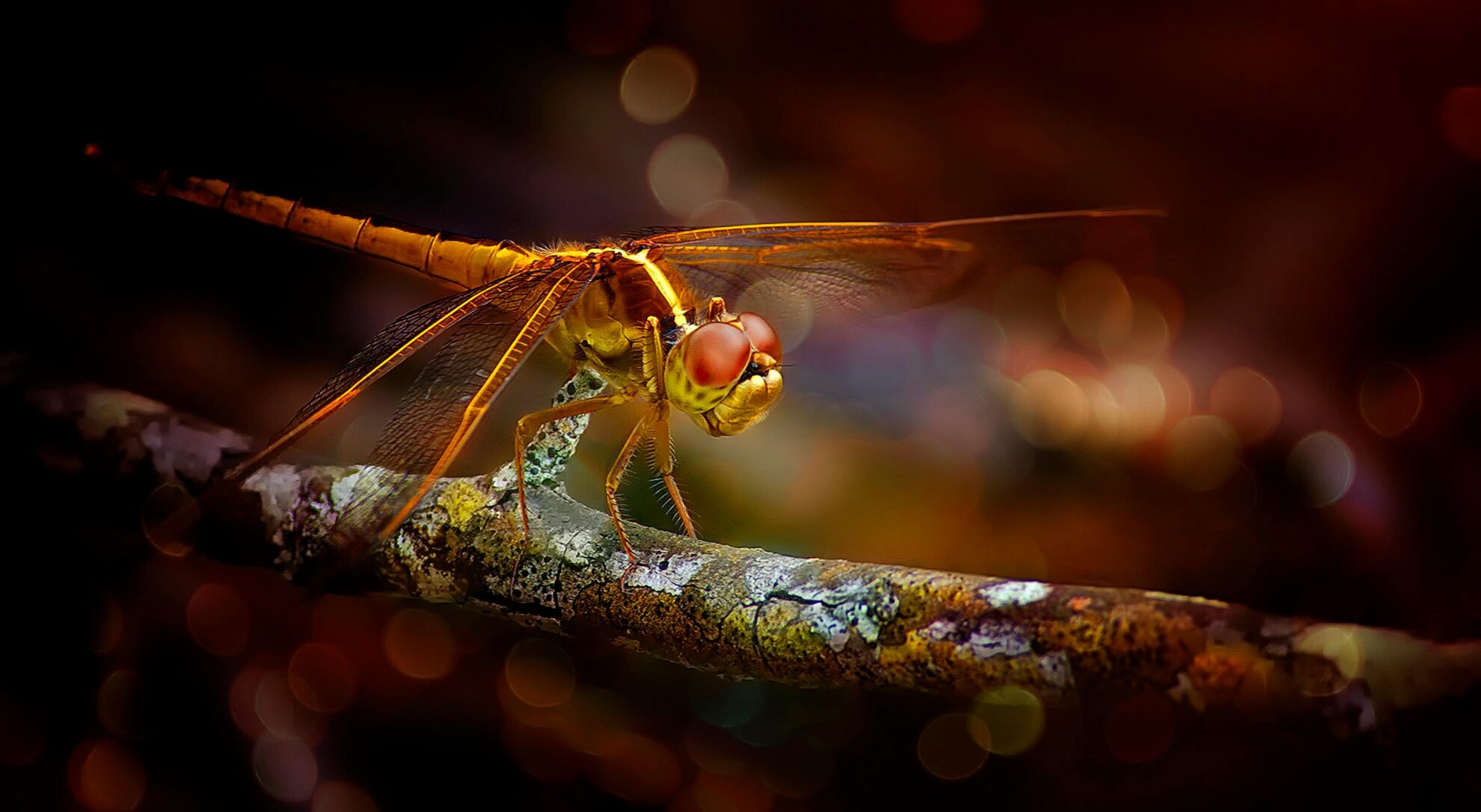 Bug Photography Project | Light Stalking