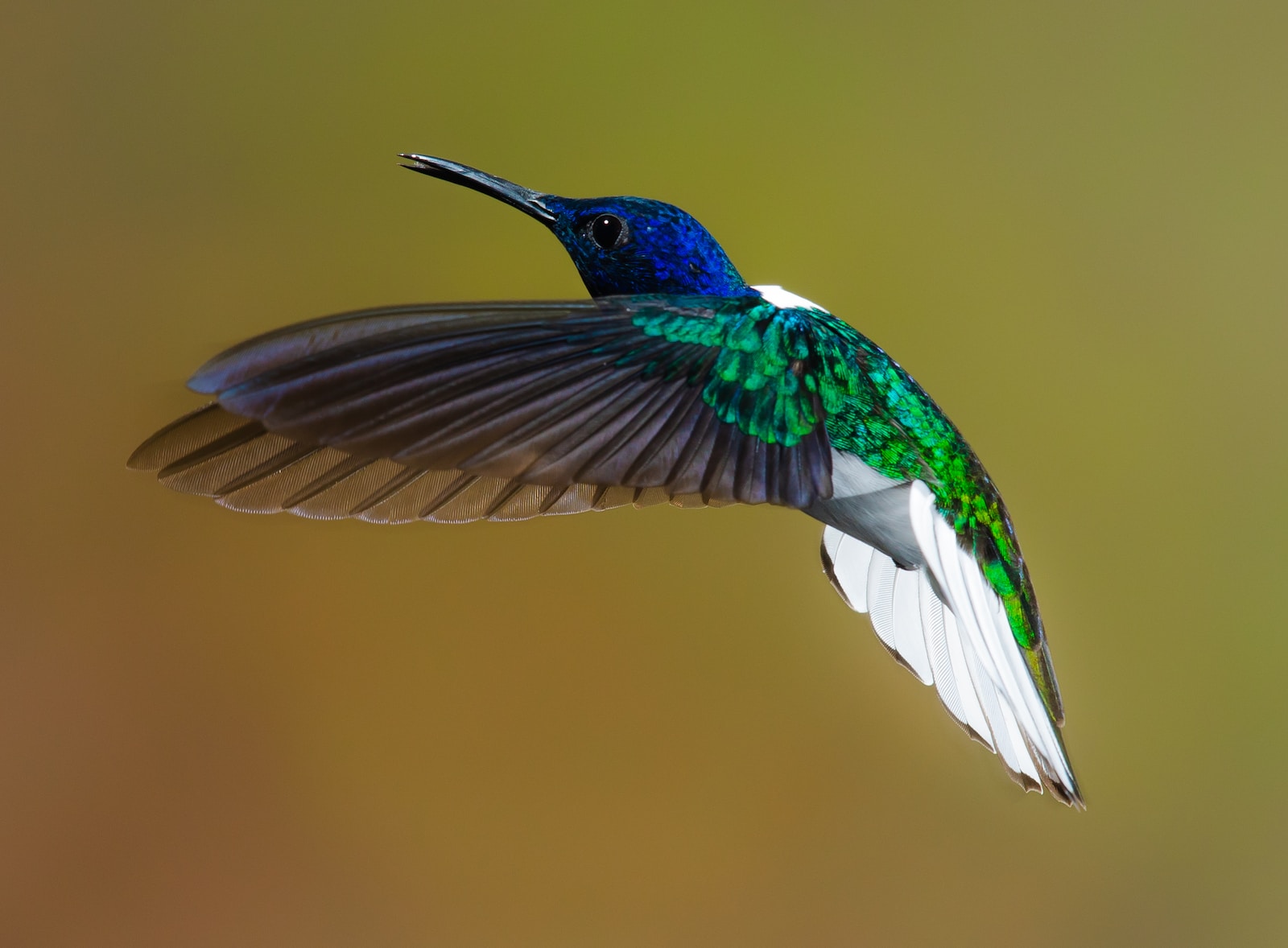 22 Dazzling Bird Photos That Will Inspire You | Light Stalking