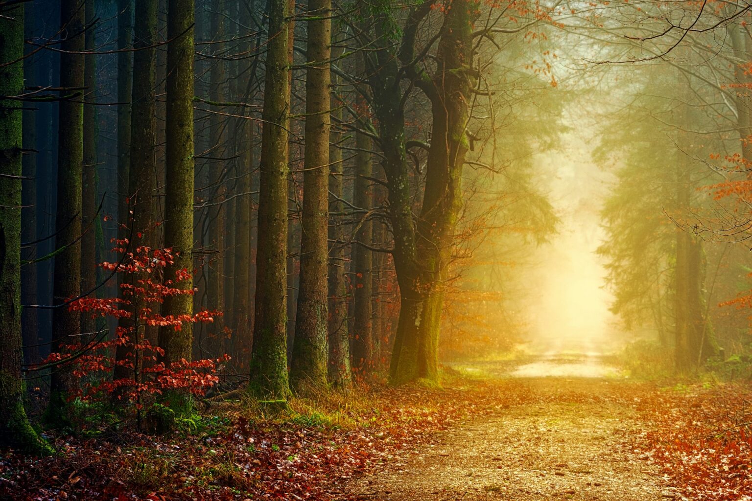 These Truly Golden Shots Were Captured During The Sunrise Or Sunset ...