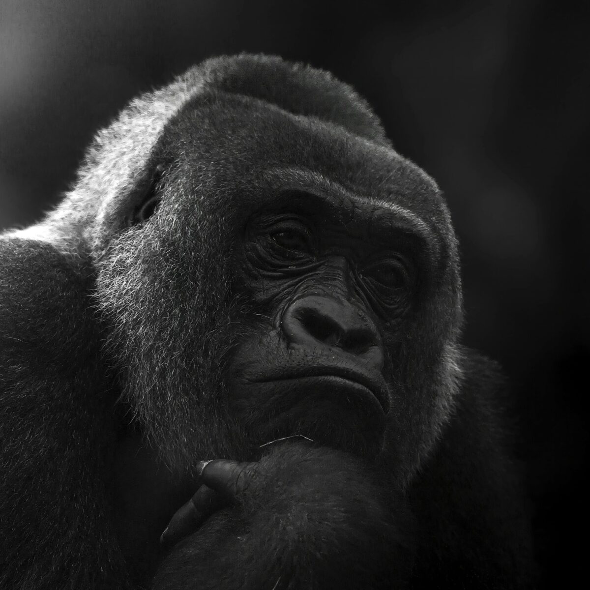 30 Stunning And Powerful Black And White Wildlife Photos | Light Stalking