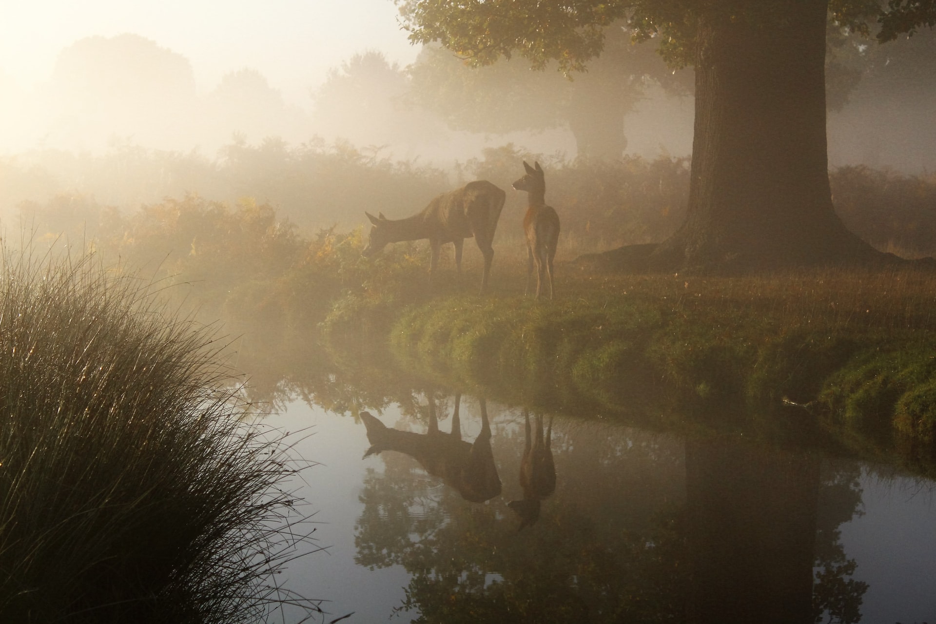 7 Tips For Making Better Photos In Mist And Fog