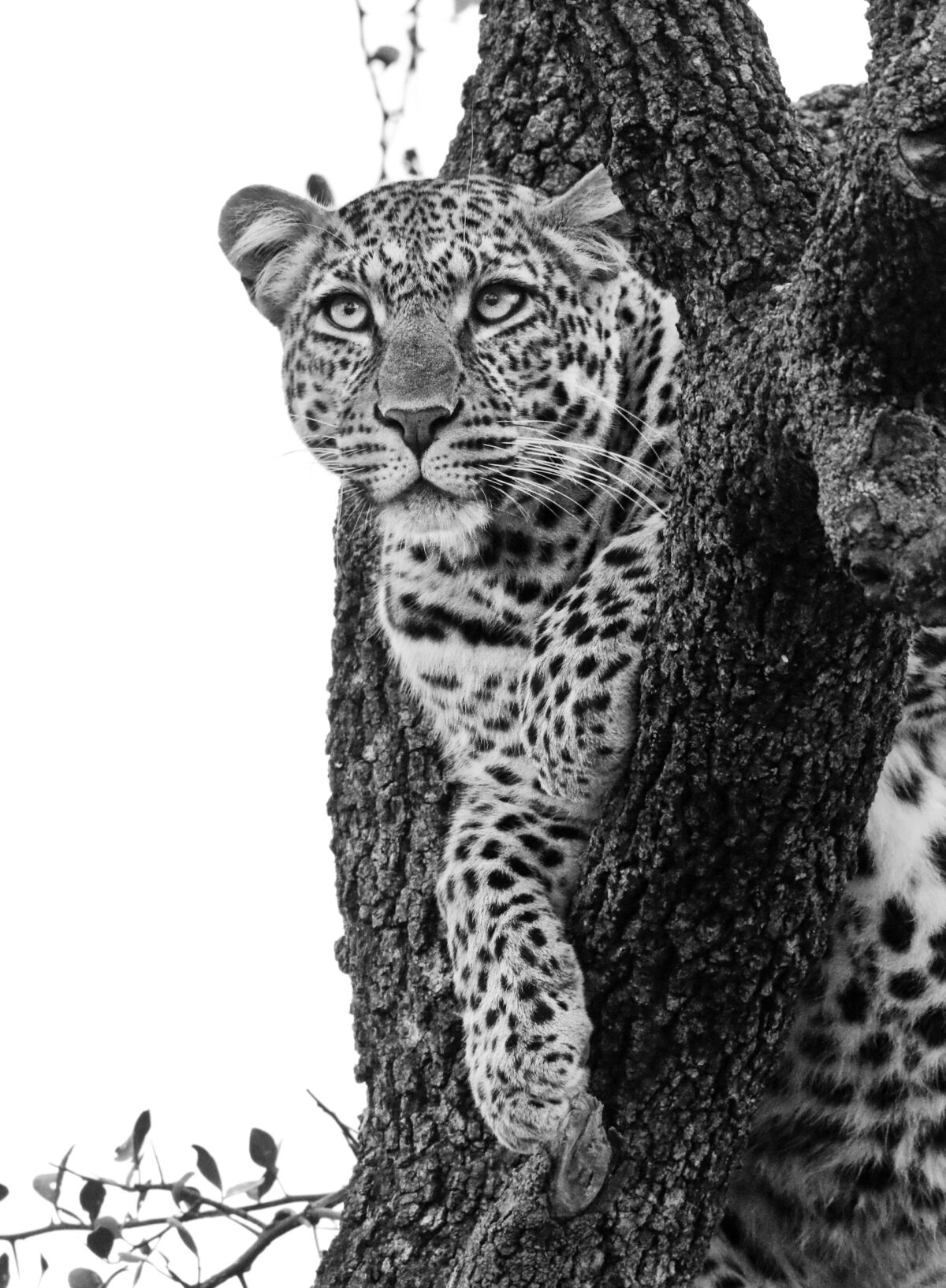30 Stunning And Powerful Black And White Wildlife Photos | Light Stalking