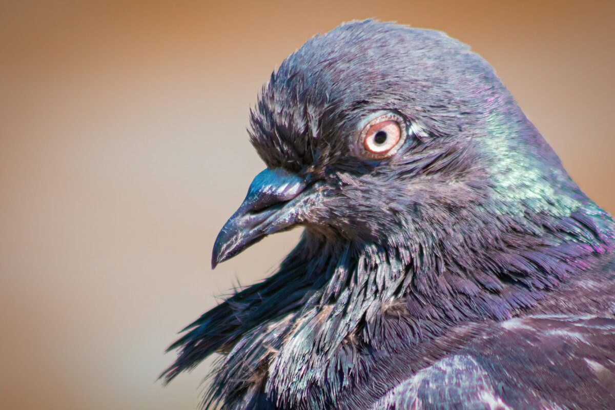 36 Closeup Portraits Of Birds That Reveal Their Striking Features And ...