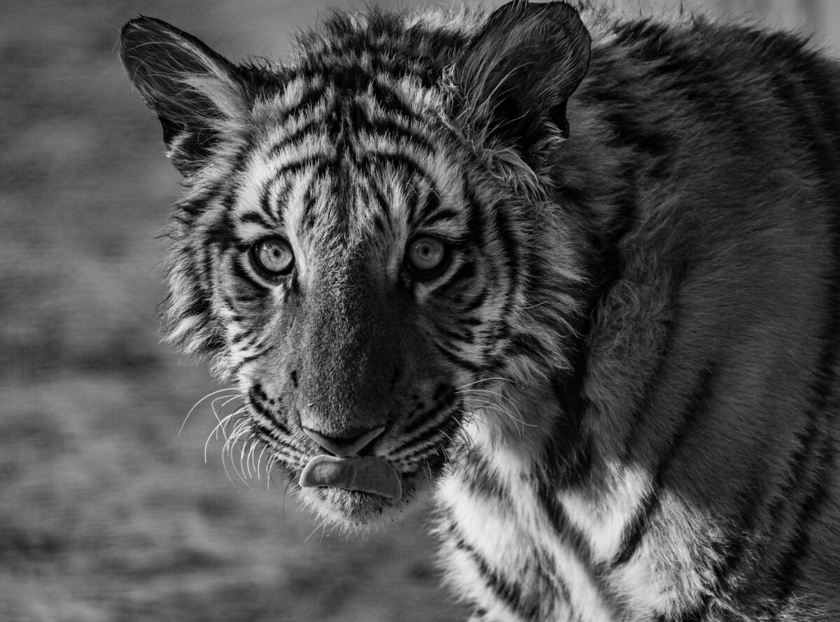 30 Stunning And Powerful Black And White Wildlife Photos | Light Stalking